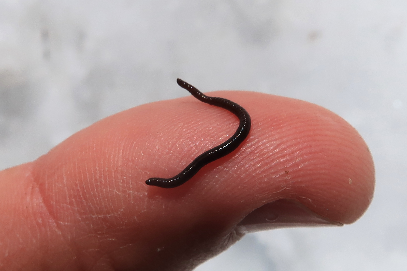 Mount Catherine, Mirror Lake via the Pacific Crest Trail (PCT), Silver ...